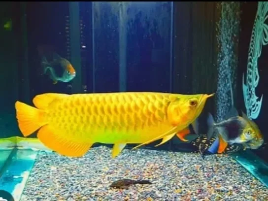 CÁ LỚN NUỐT CÁ BÉ